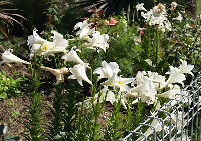 Florez Nursery: Lilium longiflorum, November Lily