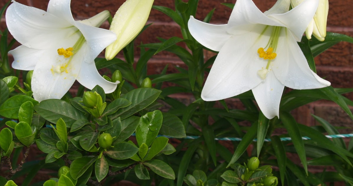 Florez Nursery: Lilium longiflorum, November Lily