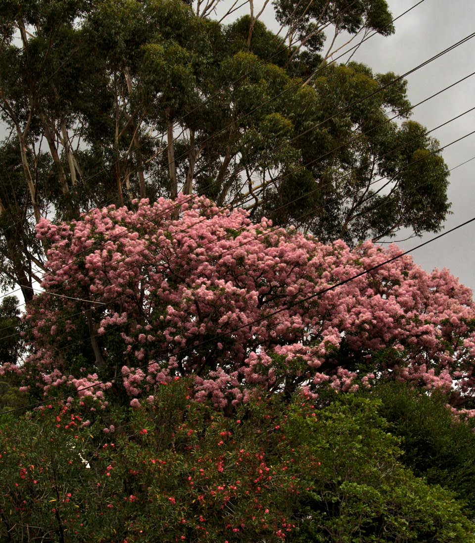 Florez Nursery: Calodendron capense, Cape Chestnut
