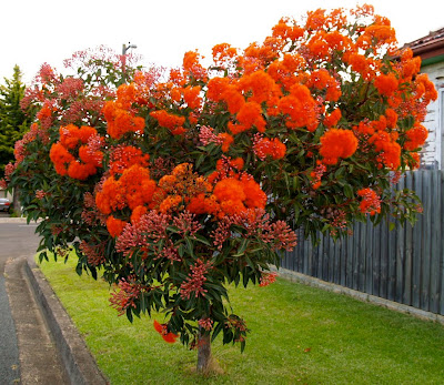 Florez Nursery: Corymbia ficifolia, Scarlet flowering Gum