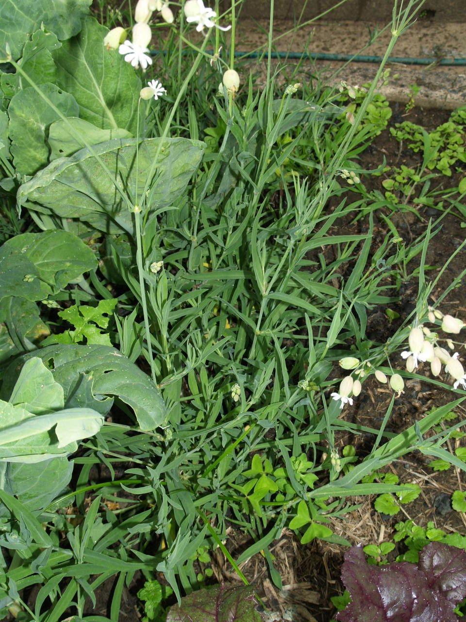 Florez Nursery: Silene inflata, Sculpit