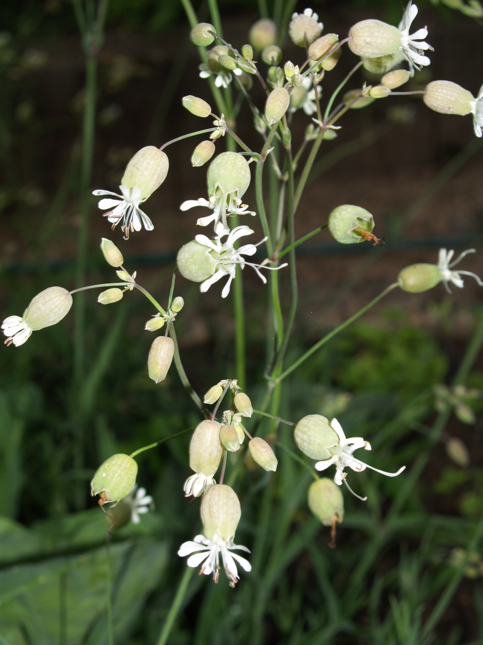 Florez Nursery: Silene inflata, Sculpit