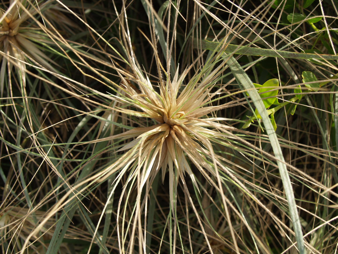 Florez Nursery: Spinifex sericeus, Beach Spinifex