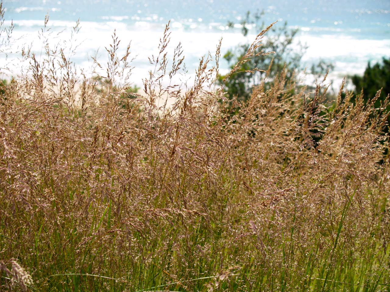 Florez Nursery: Poa labillardieri, Tussock Grass