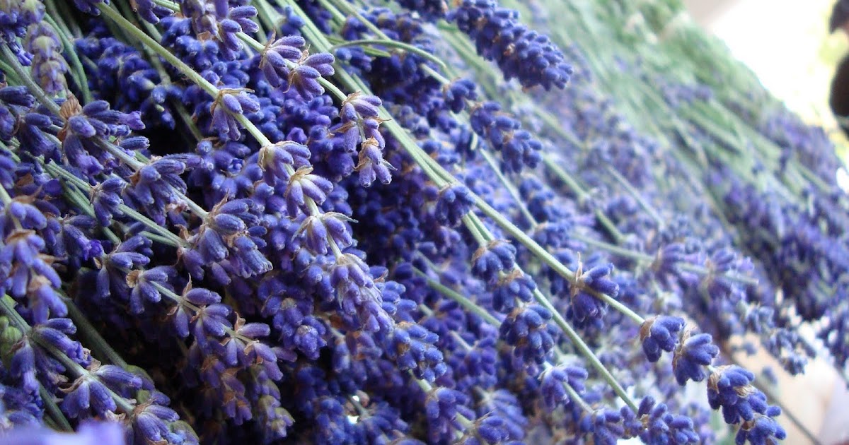 A Couple in the Kitchen: Lavender by the Bay, East Marion, New York