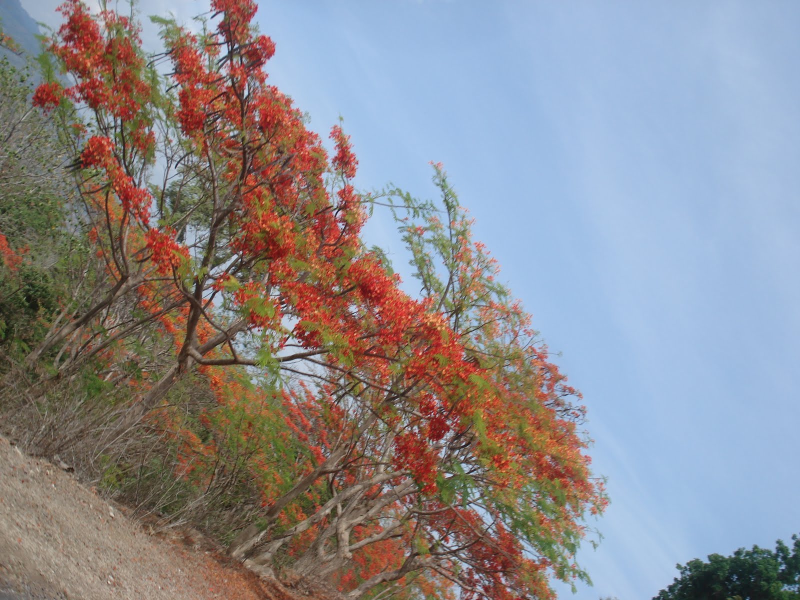 Random Adventures......: Dalan ba Balibo ho Maliana (“The Road to ...