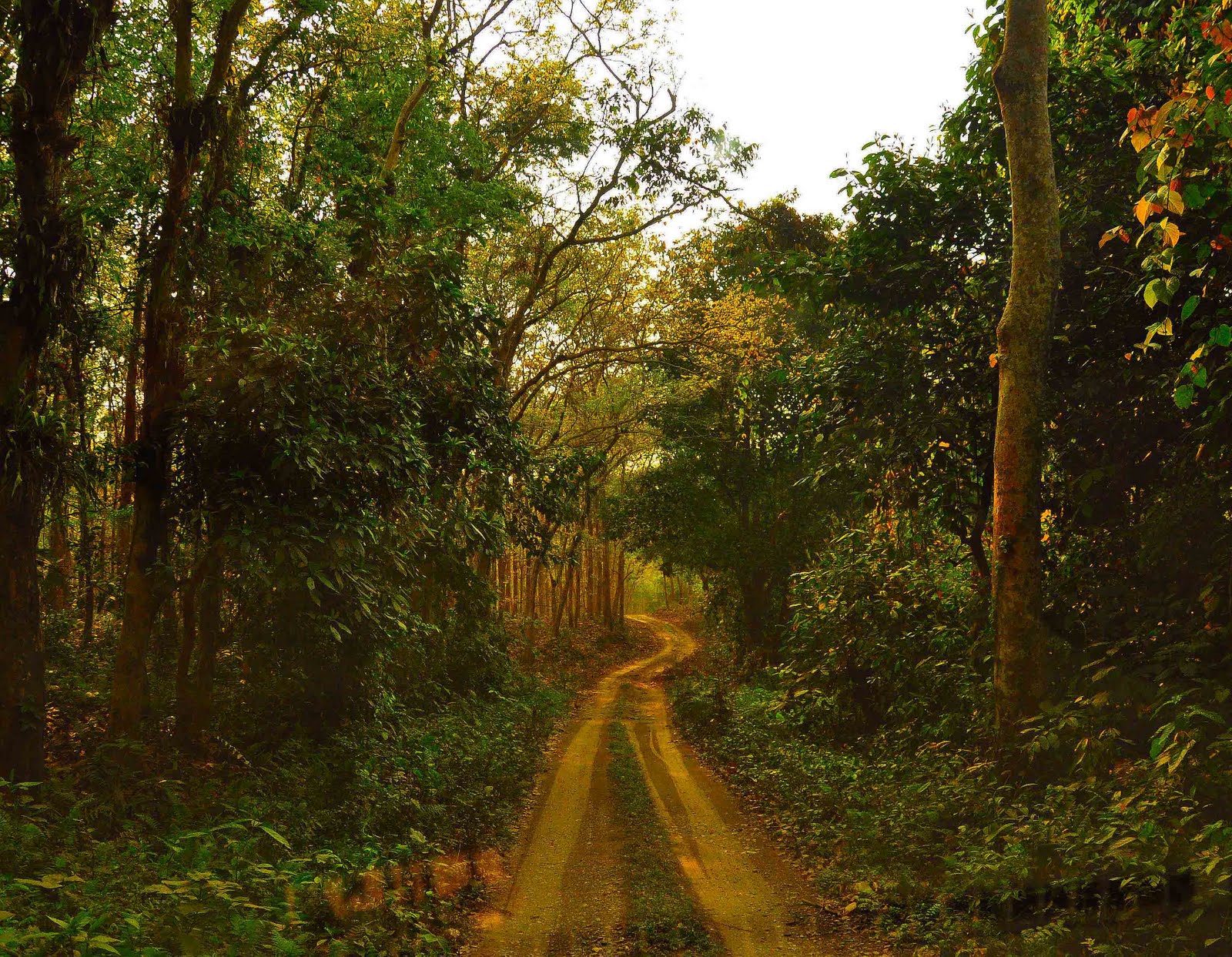 Koushik Lahiri: The photo of Chilapata forest