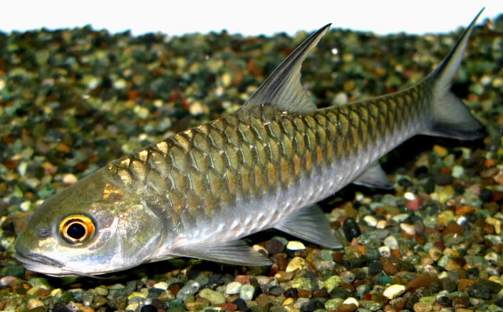 IKAN JURUNG SUMATERA - EDWIN SUGESTI