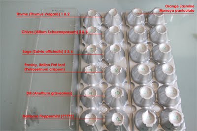Hydroculture Info: How To Start Seeds In Hydroculture