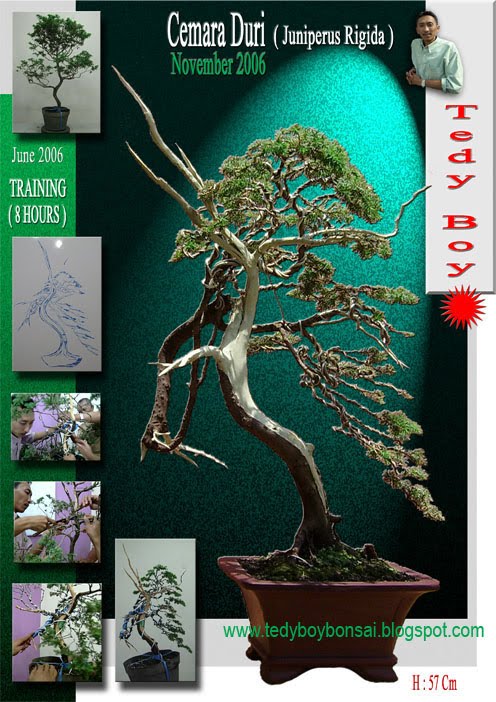 Bonsai Tedy Boy Bonsai Bali INDONESIA europe usa america european JAPAN ...