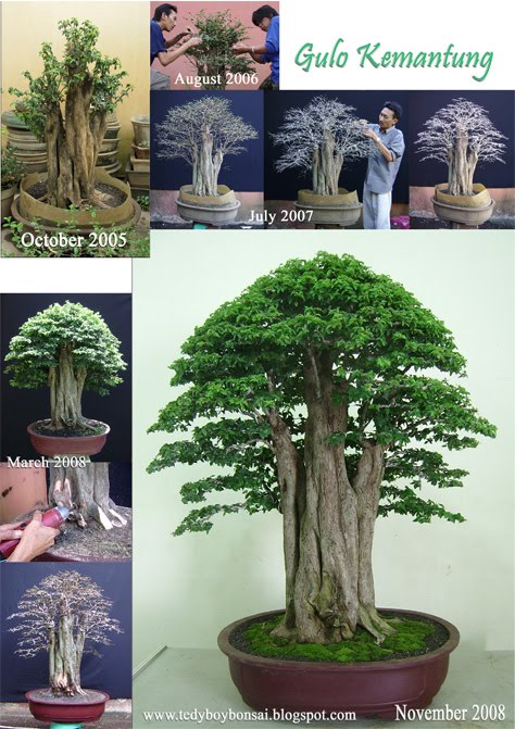 Bonsai Tedy Boy Bonsai Bali INDONESIA europe usa america european JAPAN ...