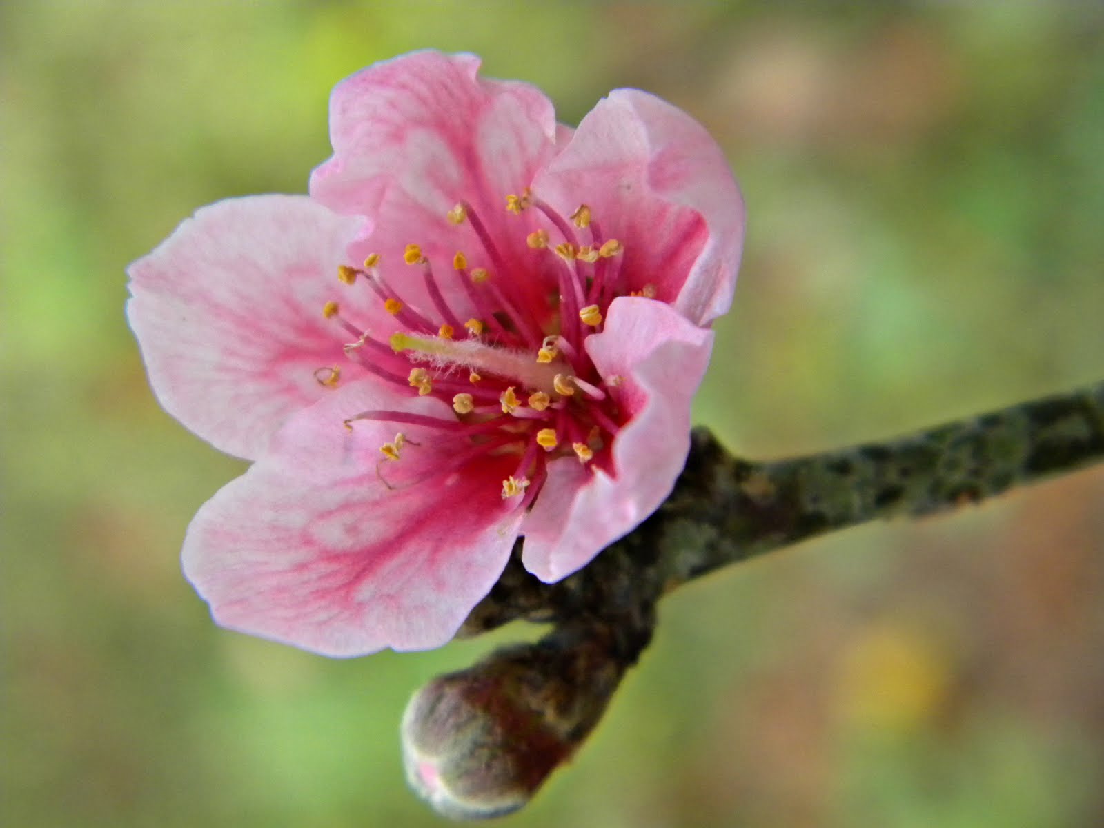 THMangolin: Flor do pêssego.