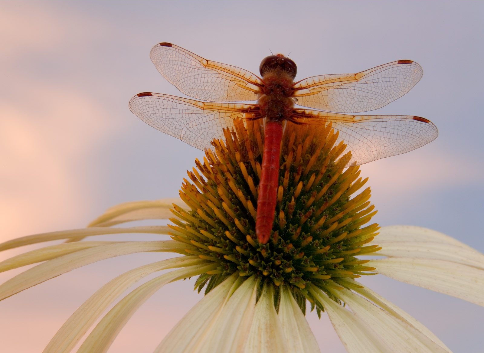 Los insectos de mi jardín (40 fotos tipo macro)