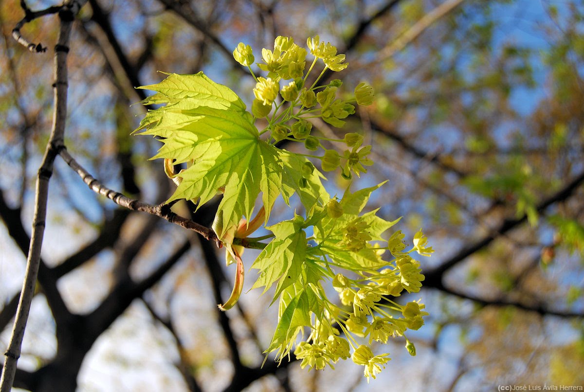Reportero sin fronteras: Fotografías de Montreal (La llegada de la ...