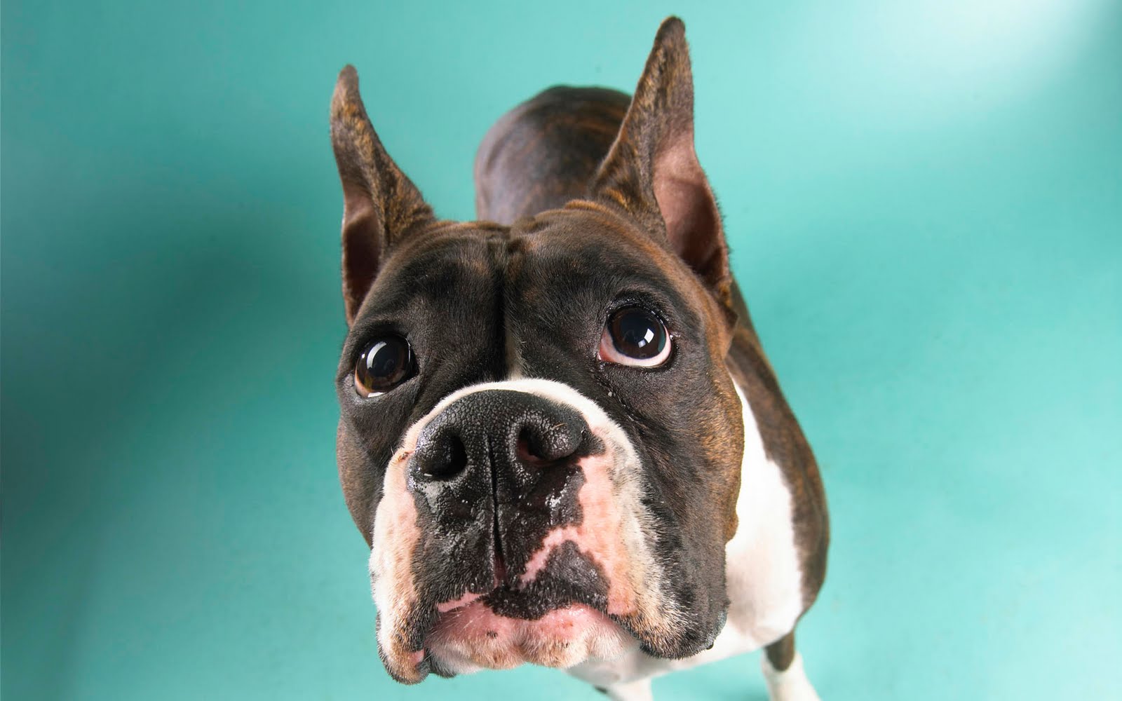 LOS ANIMALES DE NUESTRA VIDA: PERRITOS