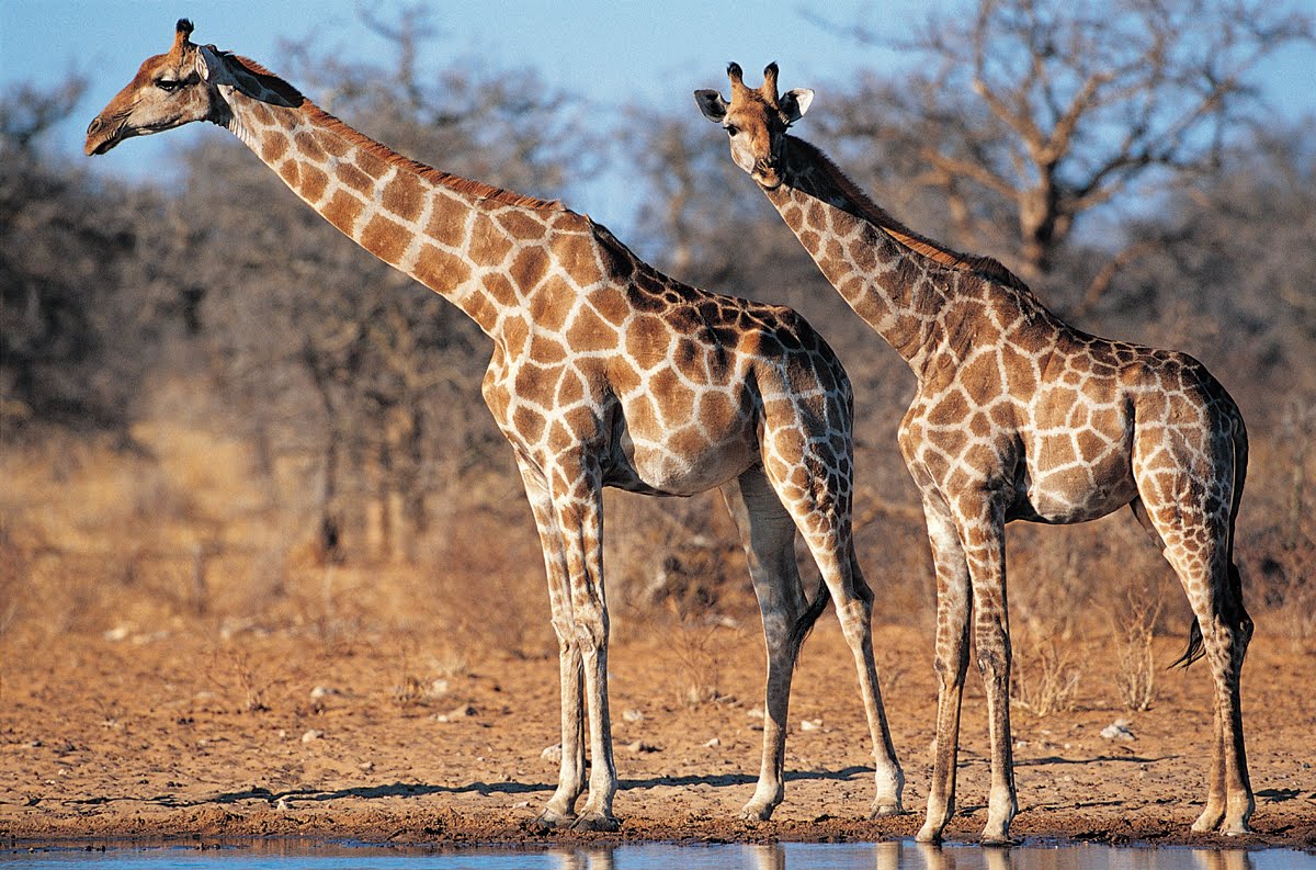 Free Image Banks: Pasarela por la sabana de Africa (14 fotos de animales)