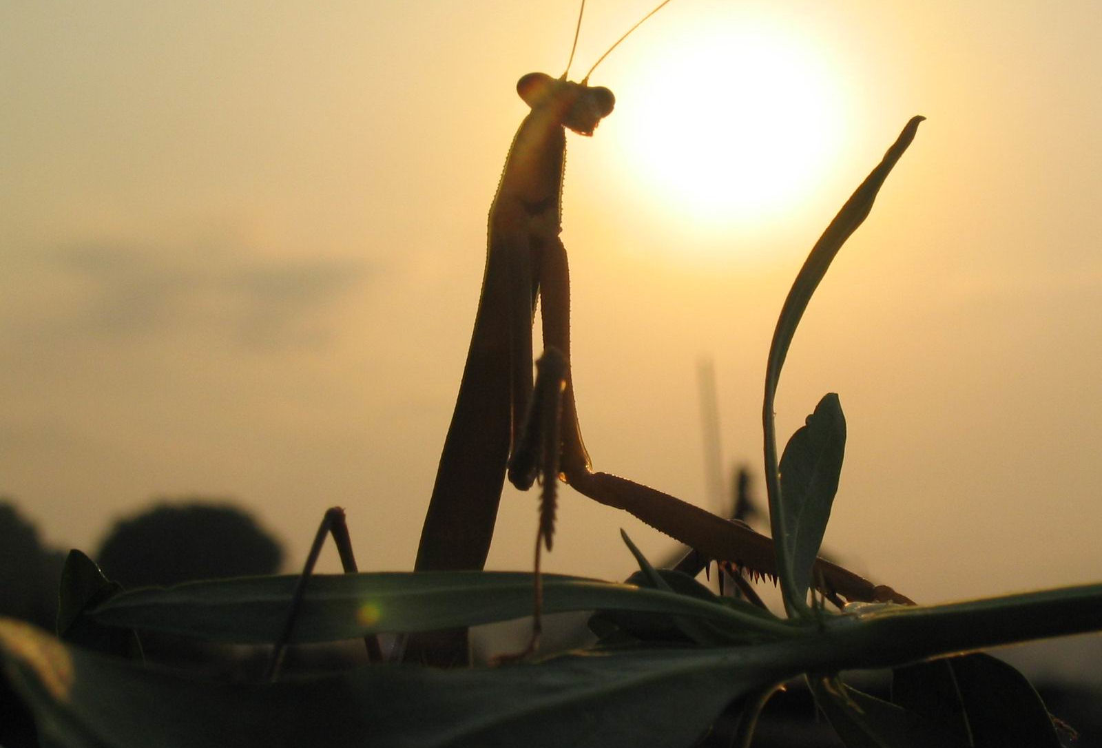 Banco de Imágenes Gratis: Mirando muy de cerca los insectos de mi ...