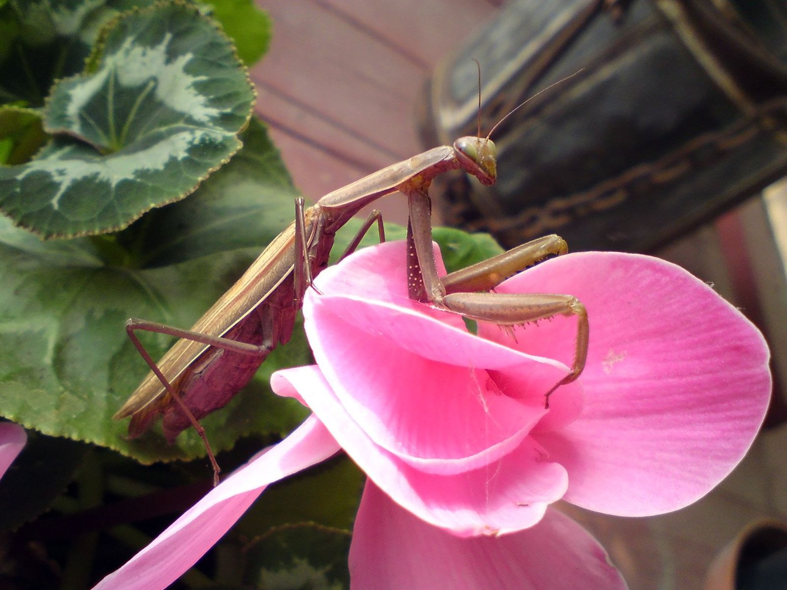 Los insectos de mi jardín parte II (20 fotos tipo macro) | Los insectos ...