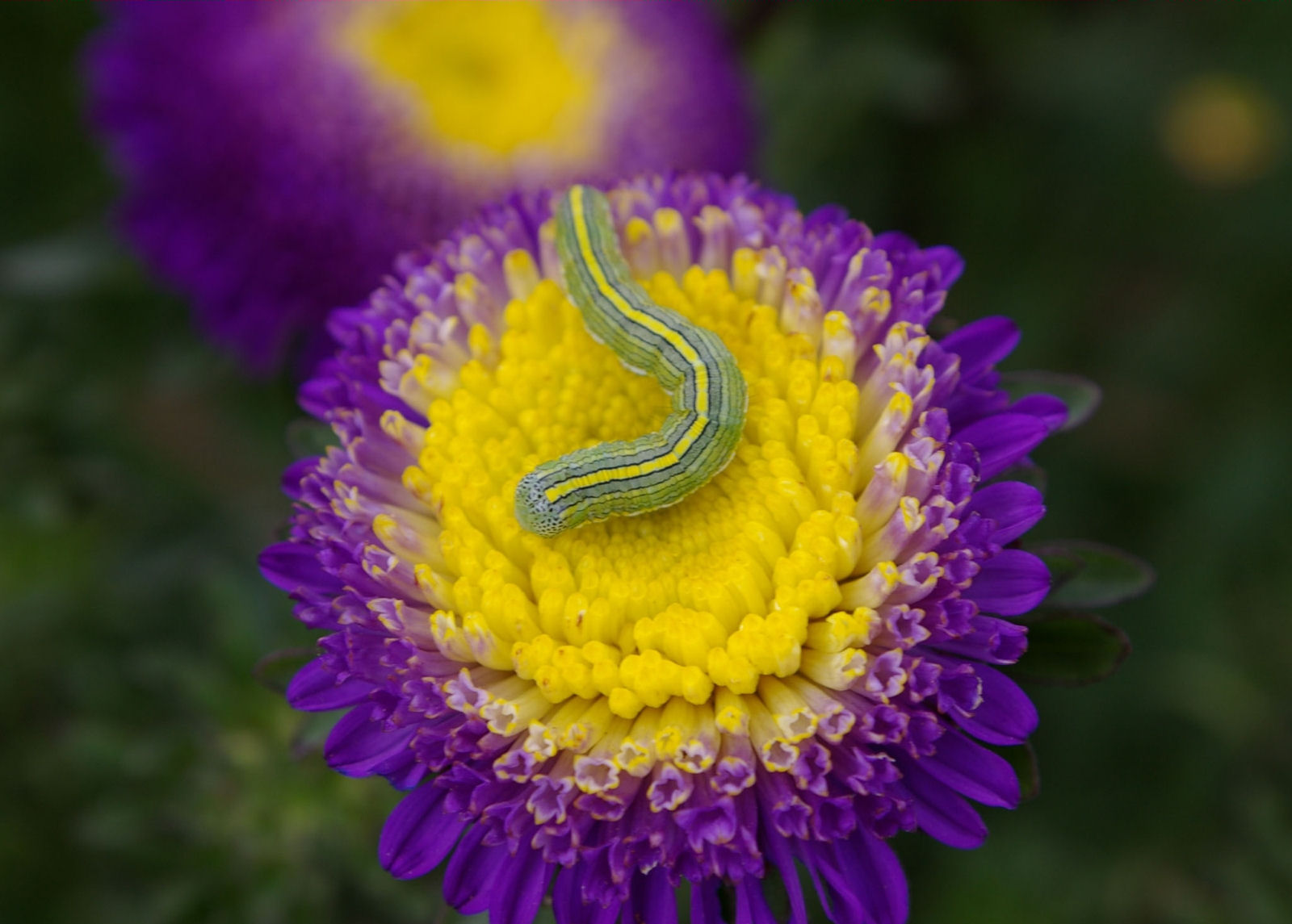 Los insectos de mi jardín IV (8 fotos tipo macro)