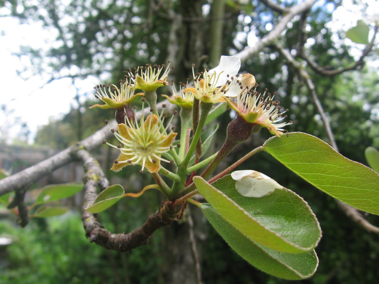 BB's Bountiful Backyard: Baby Plums and Pears