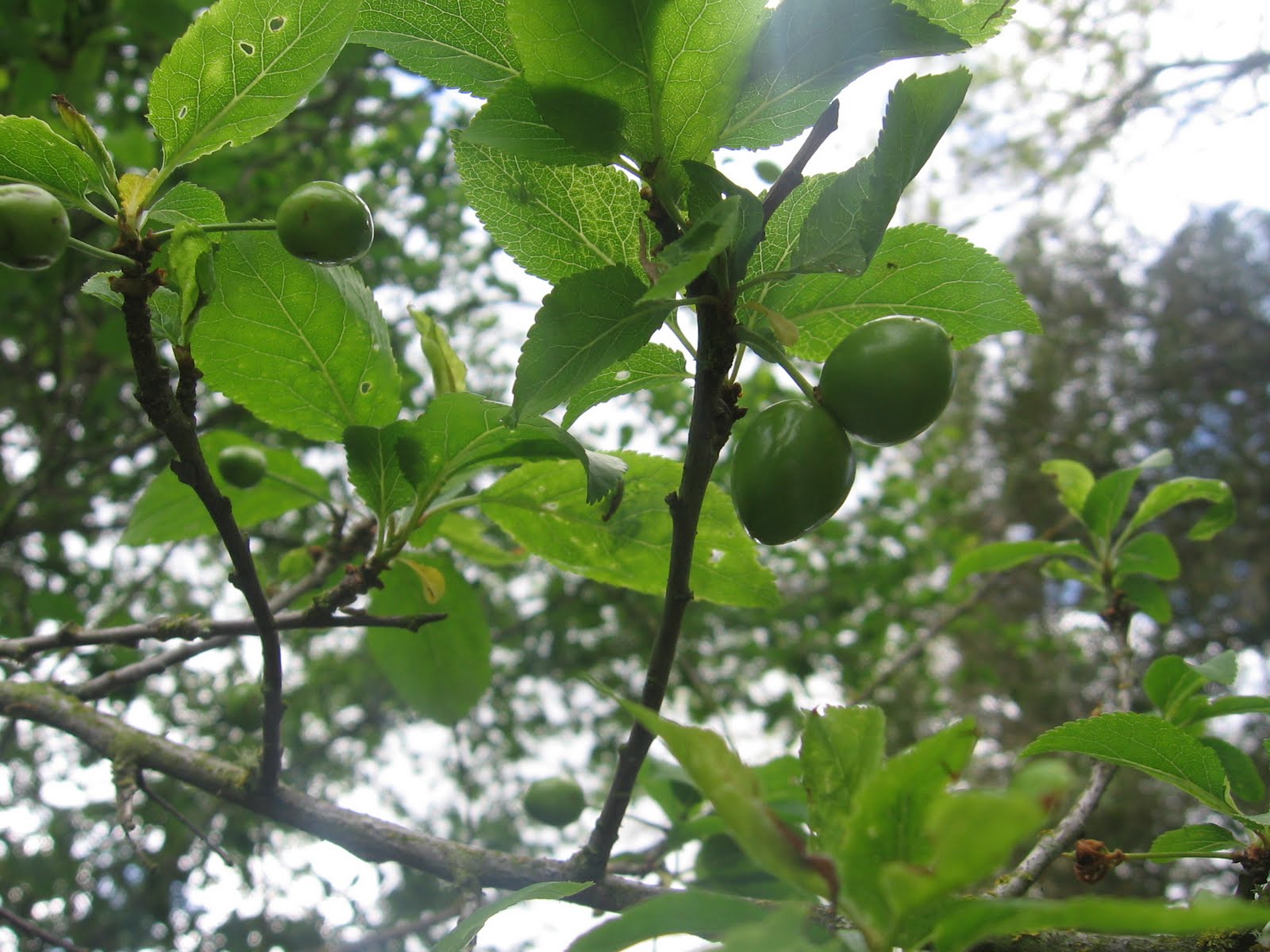 BB's Bountiful Backyard: Baby Plums and Pears