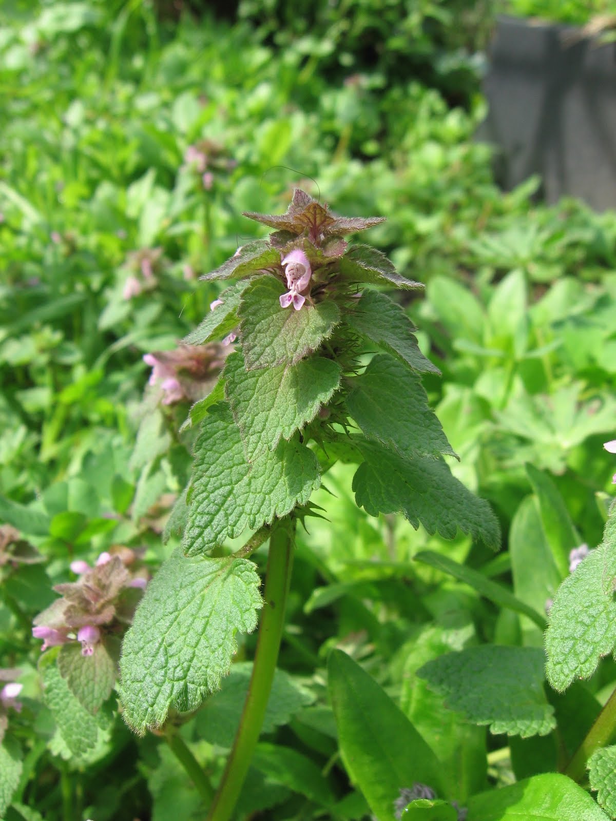 BB's Bountiful Backyard: Weed of the Week: Henbit