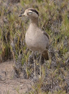 Cambio Climático en Lambayeque: ¿Los animales en Lambayeque se ...