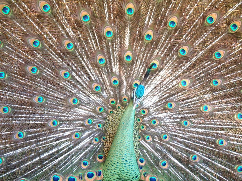 Bohemios de bar: Pavão Misterioso.