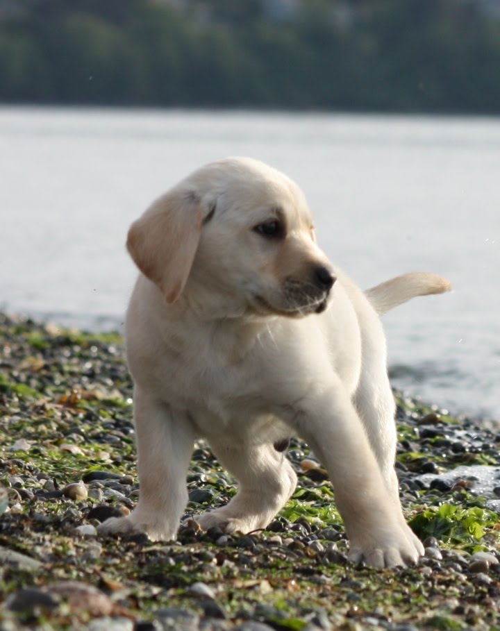 Labrador Puppies: CEDRIC - 7 weeks old