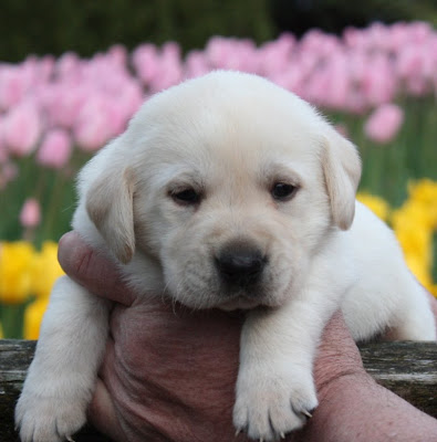 Labrador Puppies: Maggie and Harley's Puppies do the Tulip Festival