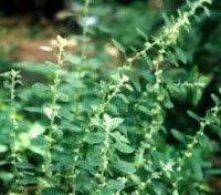 knowledge sharing: Herbal Drinks-Polpala