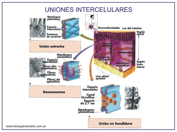Biología Celular "Membrana Plamática": a. Uniones Celulares.