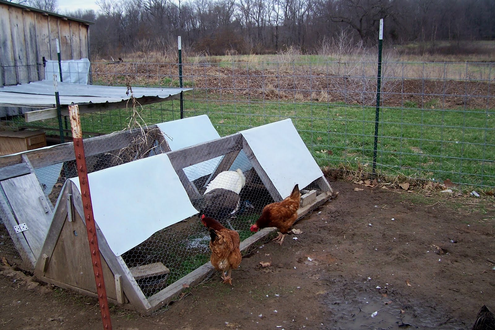 Thoughts From The Porch Swing: Small Animal Swap Meet