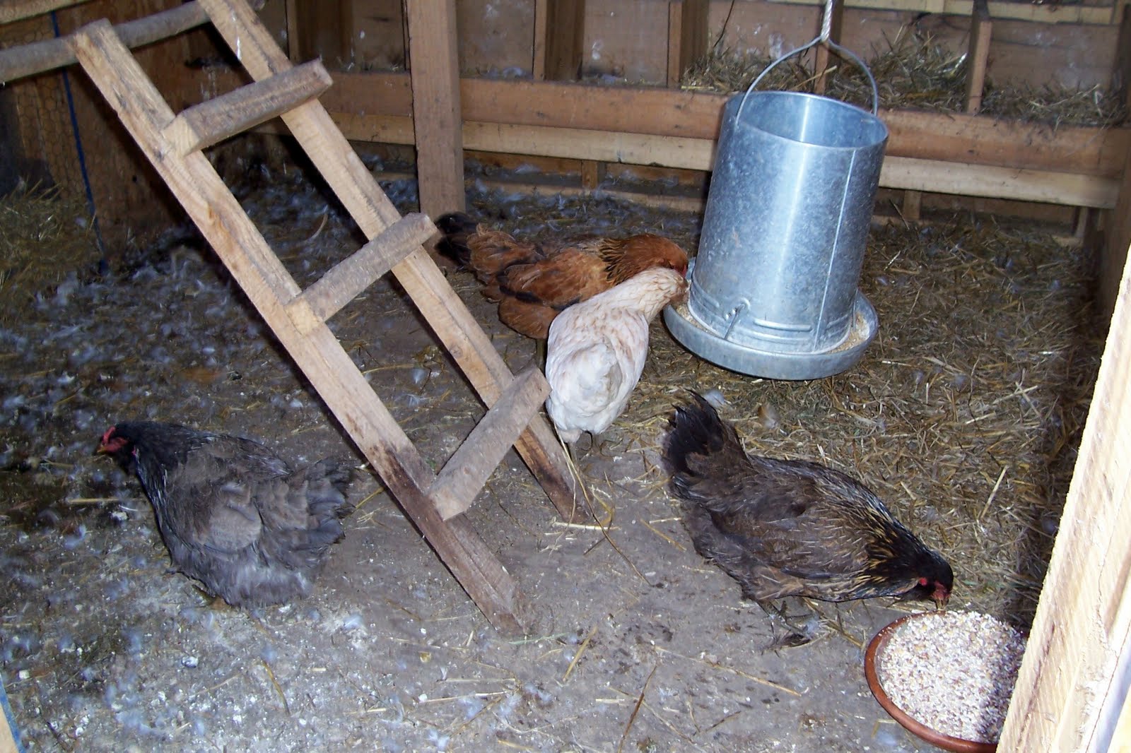 Thoughts From The Porch Swing: Small Animal Swap Meet