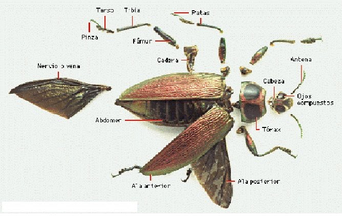 insectos: ¿que es un insecto?