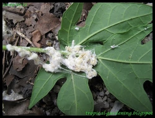 Tropical Gardening: Papaya mealy bug - Paracoccus Marginatus