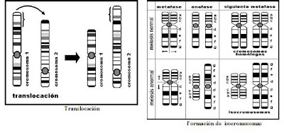 bios: 2.- MUTACIONES CROMOSÓMICAS