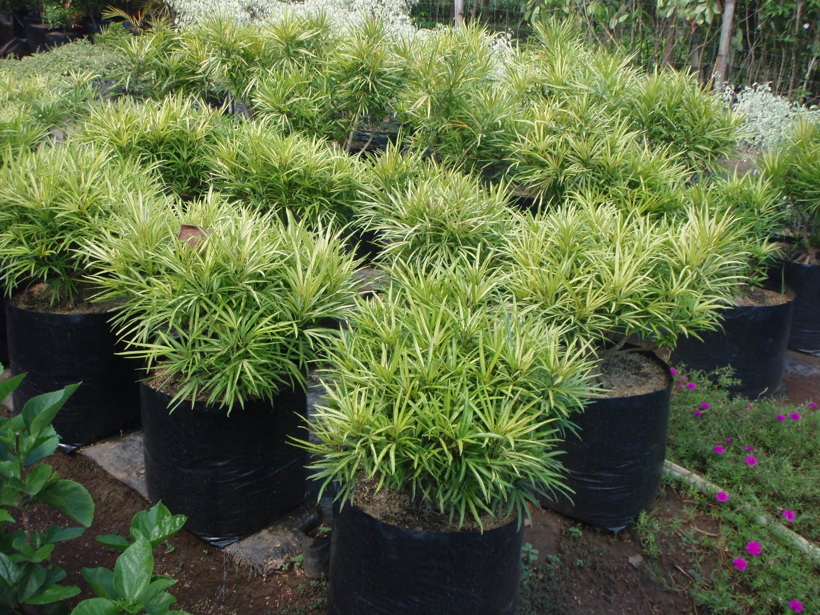 ALAVERDE 33: These are the plants that I have in my garden now, take a ...