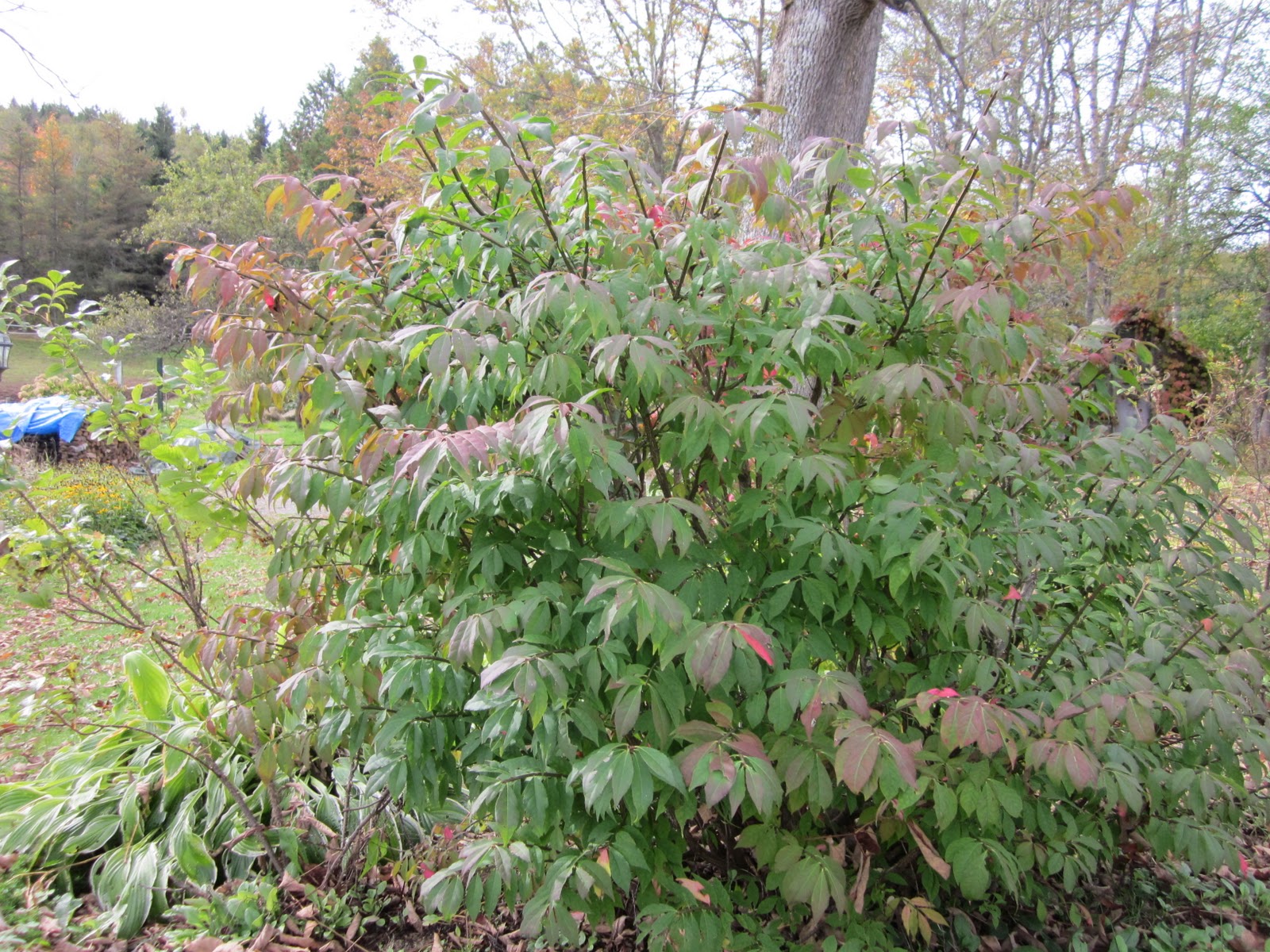 Loyalist Cottage: The Fire is Out