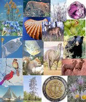 STATE SYMBOLS OF ARIZONA