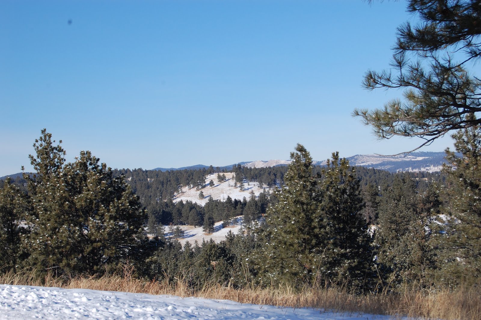 Nana Porcupine: Winter at Custer State Park. Jan 12, 2011