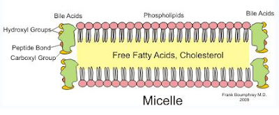 Prof. Dr. Ulysses Fagundes Neto - Gastroenterologia Pediátrica e ...