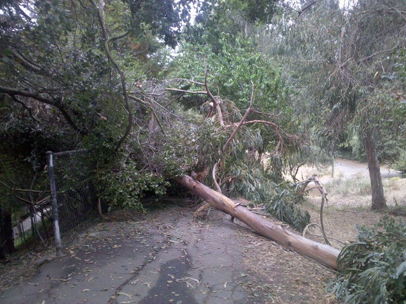 Our Oakland: if a tree falls...