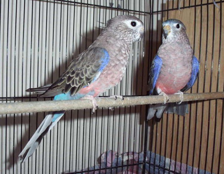 The Splendid Bourke Bird Blog: Bourke Parakeet Location & Coloration