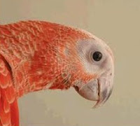 The Splendid Bourke Bird Blog: Red Mutations: First Red Factor African ...