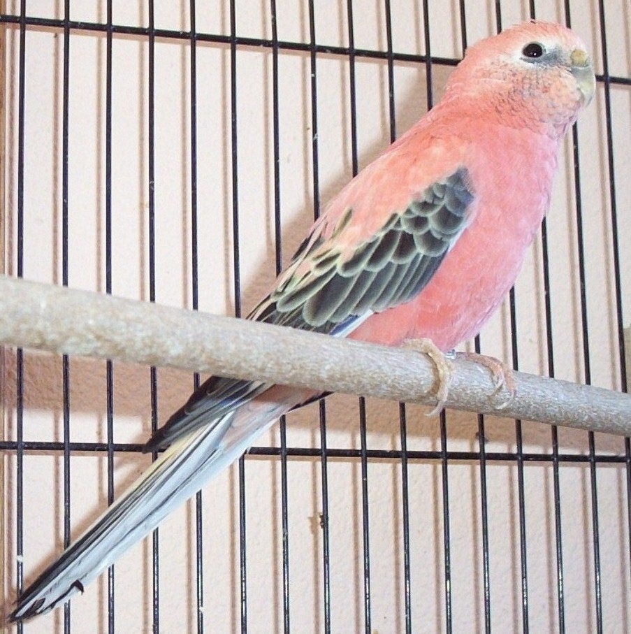 The Splendid Bourke Bird Blog: Pink Birds! Red Birds! All Kinds of ...