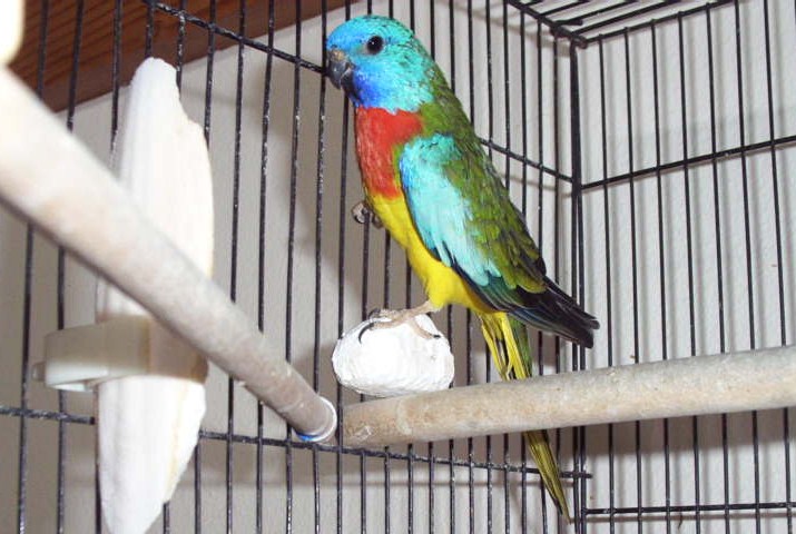 The Splendid Bourke Bird Blog: Splendid Parakeet Portraits, Scarlet ...