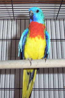 The Splendid Bourke Bird Blog: Splendid Parakeet Portraits, Scarlet ...