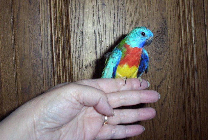 The Splendid Bourke Bird Blog: Splendid Parakeet Portraits, Scarlet ...