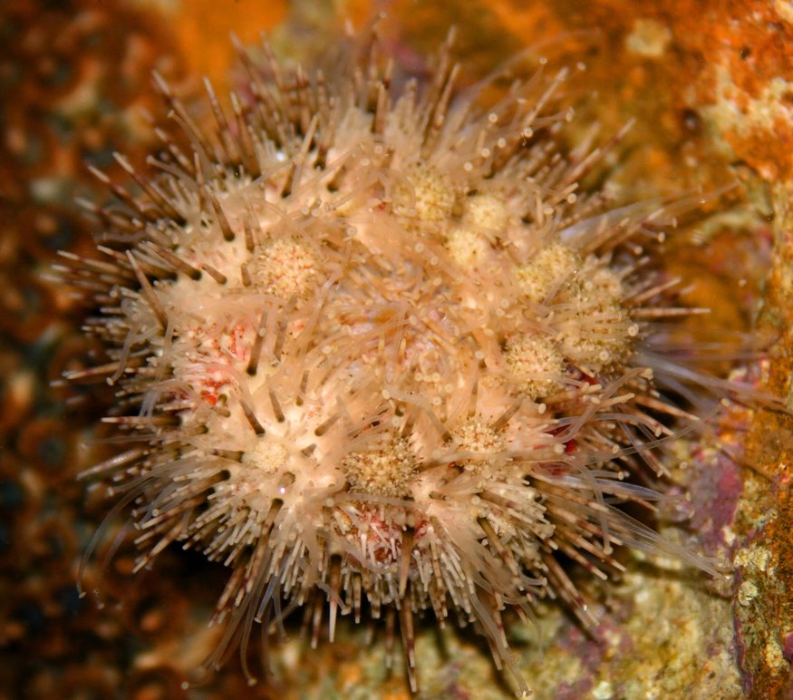 Images by Christine Walsh: Echinoderms - SEA-STARS & SEA-URCHINS